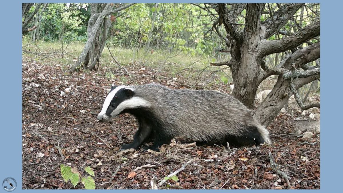 Барсук пока в "отпуске", но это ненадолго. 7-11.06.25