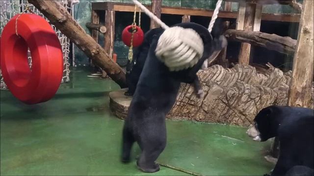 🐻 Медвежье счастье 🤣