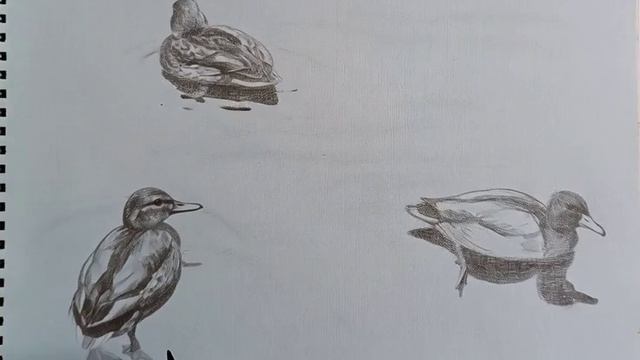 "Три утки". Iko. Карандаш