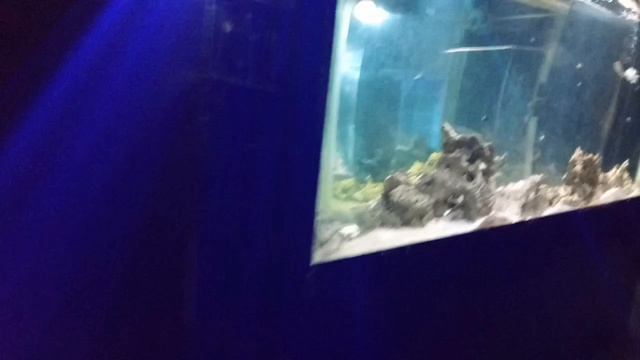 Океанариум 🐡  🦈 🐢