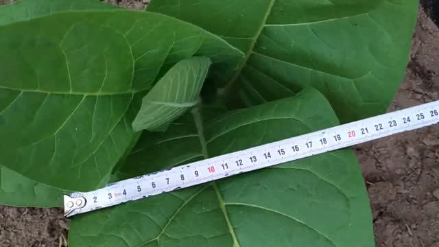 Табак в Свердловской области. Ачитский район. 4 июля.