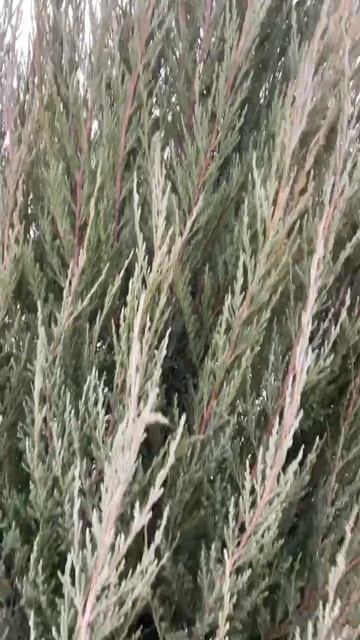 Нужна ли зимняя защита скальным можжевельникам?