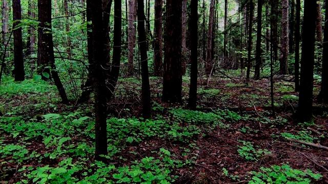 Спокойная музыка для релаксации - Звуки природы легкий дождь пение птиц - Виталий Кострых