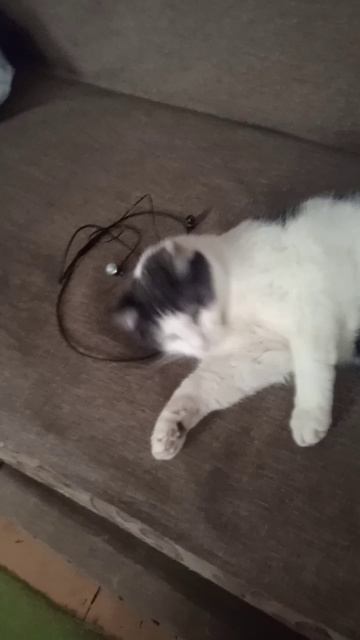 Мурка старшая