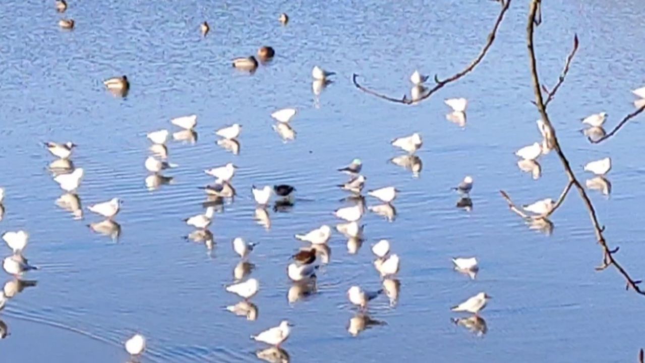 Слегка забытый влог 😆🎄🎅☃️❄️🦆