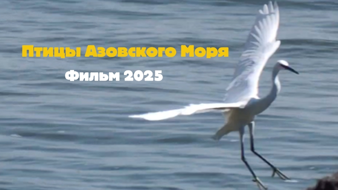 Путешествие На Азовское Море🌊 | Птицы Азовских Побережий | Птицы Донецкой Области