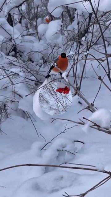 Калина (Балан-тат.) зимняя