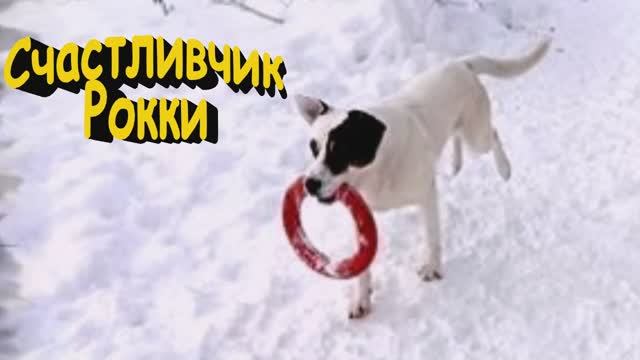 СЧАСТЛИВЧИК Рокки. Передержка