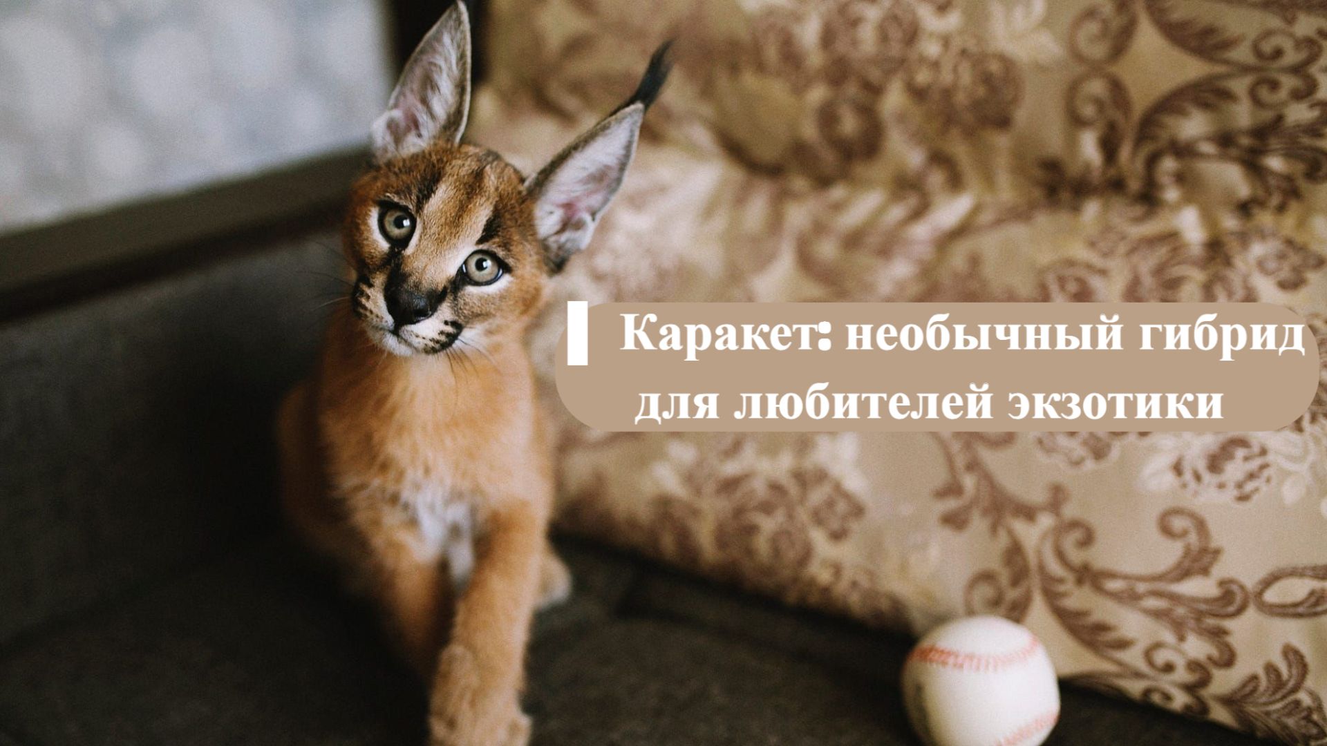 Каракет: содержание в домашних условиях, экзотическая кошка