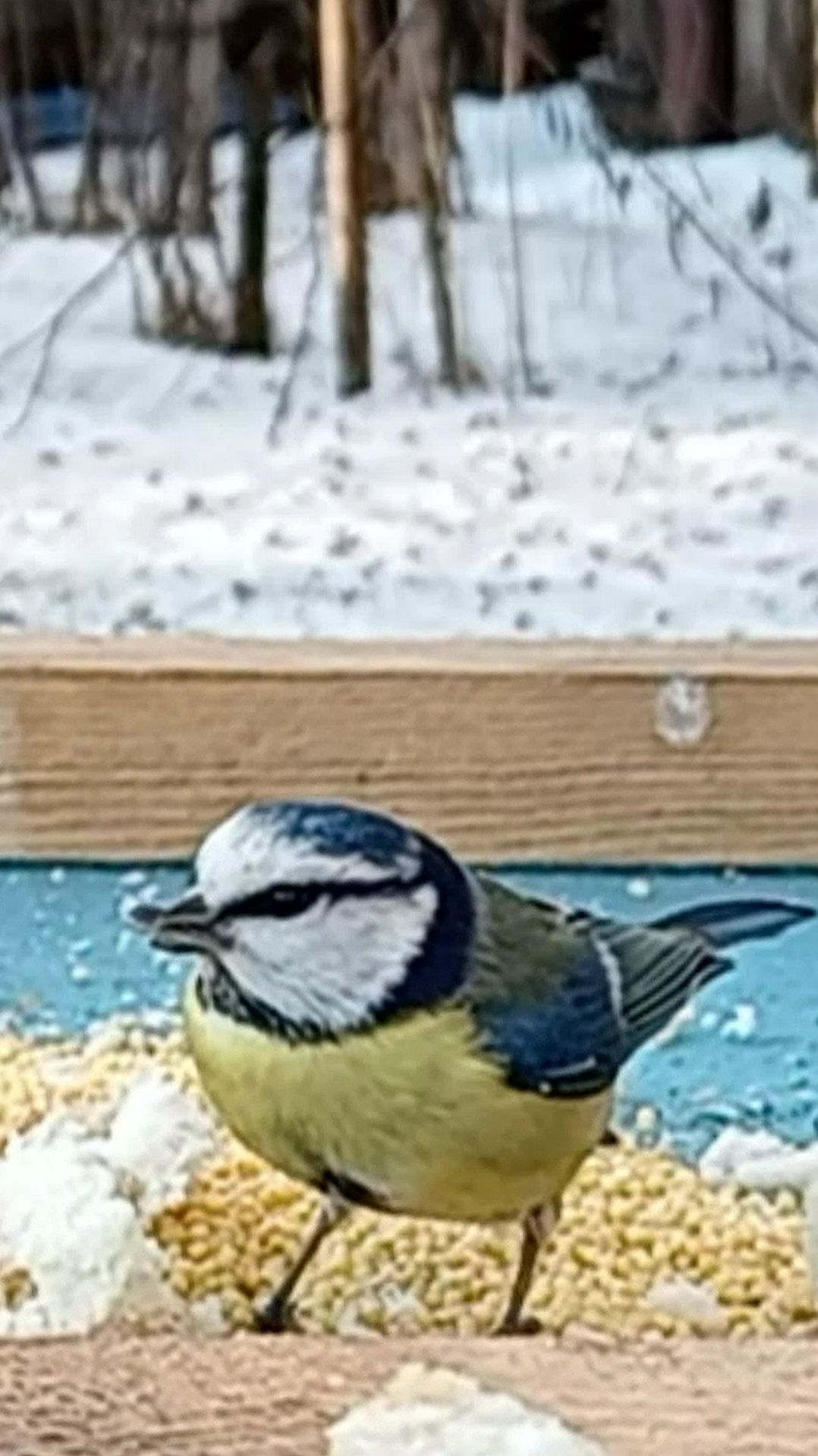 Синички на кормушке