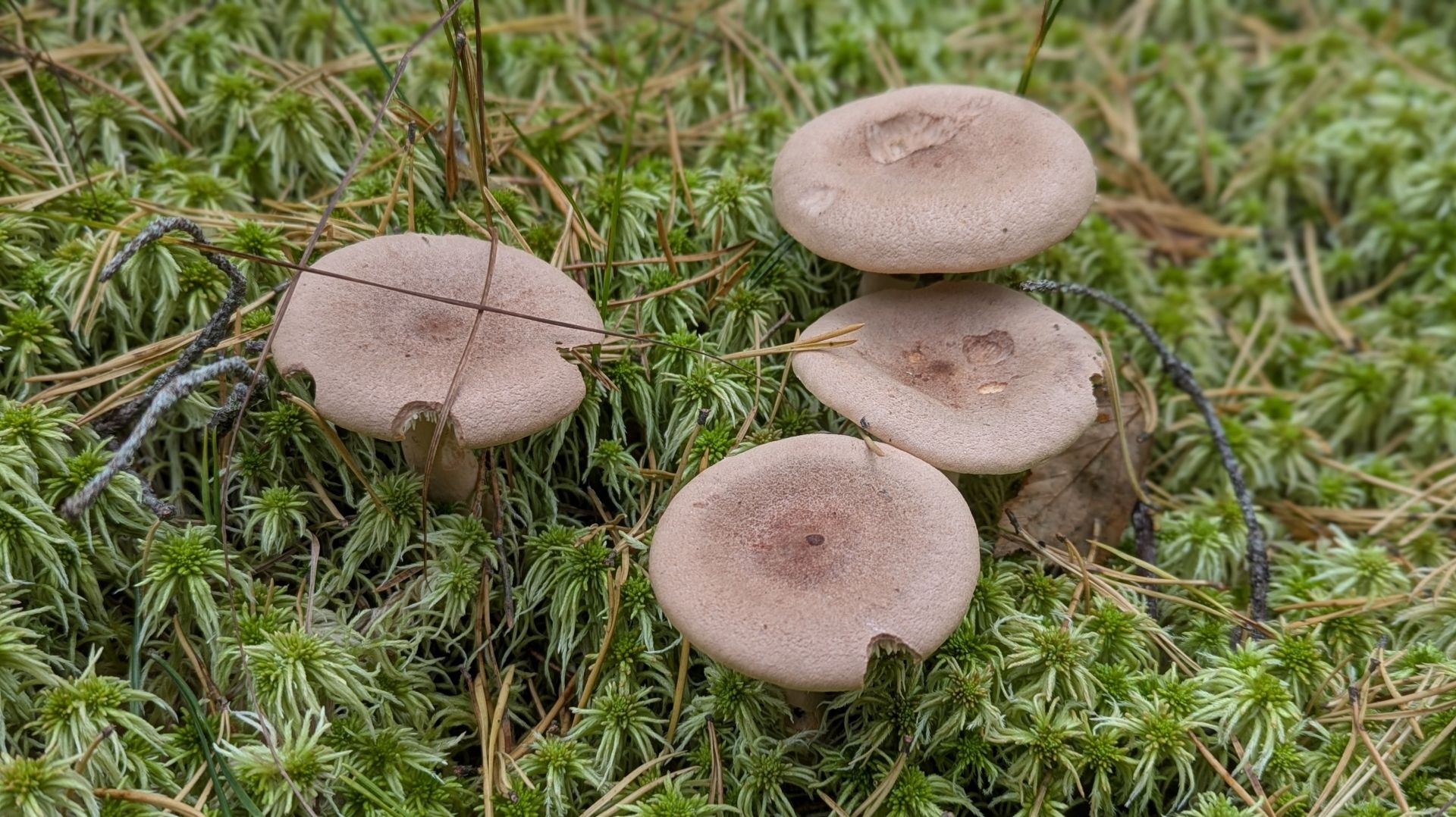 Млечник серо-розовый (Lactarius helvus). Как выглядит гриб на месте произрастания.