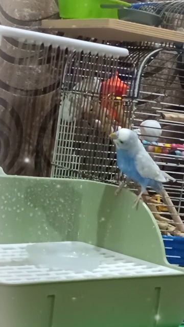 Купите пернатику душ!