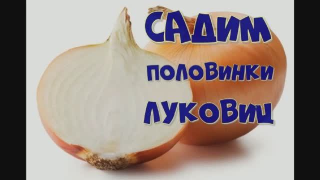 Нет лука- севка?