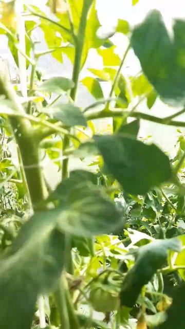 Томат Жемчужный Пьенноло Агнии Агарти (Piennolo Perlato di Agnia Agarthy)