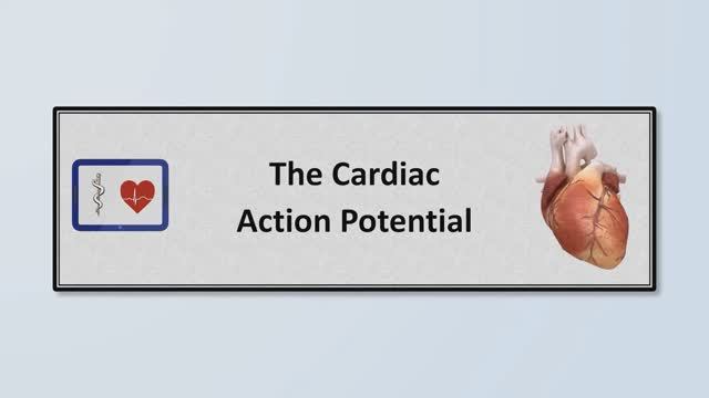 2_The Cardiac Action Potential Eric Strong