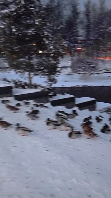 Уткогеддон