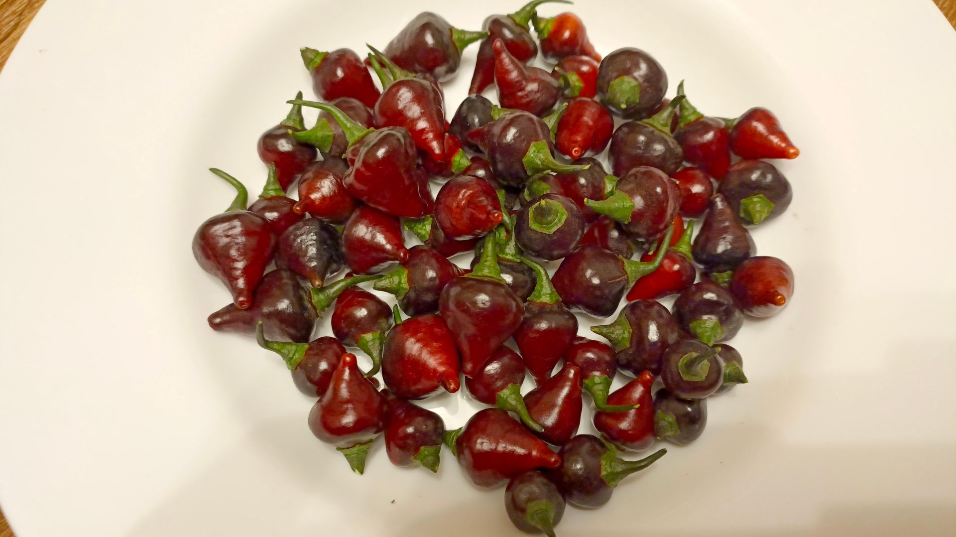 Перец Biquinho  Black (Бекиньо черный) - выращивание в 20 литровом ведре 2025г.