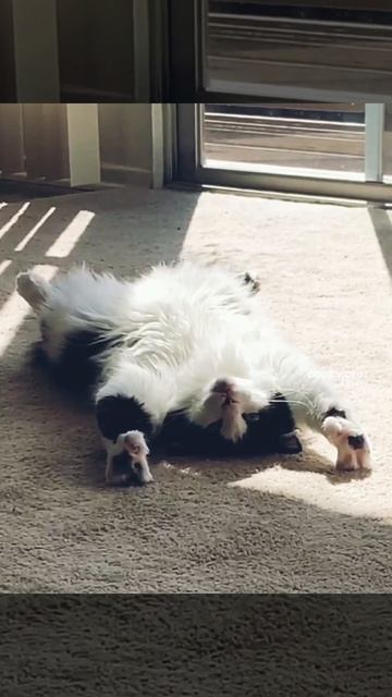 🚀[подборка видео из мира новостей, юмора и события из жизни людей - для вашего досуга]🎞

🦁