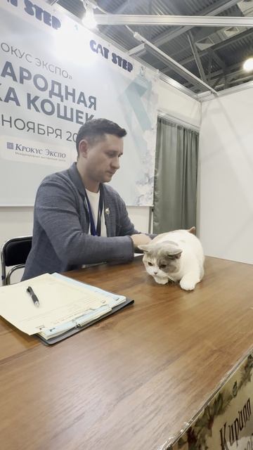 Британская кошка Izuminka High Class на экспертизе у судьи Кирилла Петрова