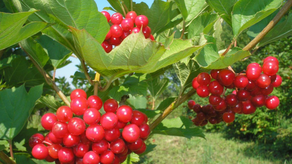 Песня Калина красная Русские народные песни