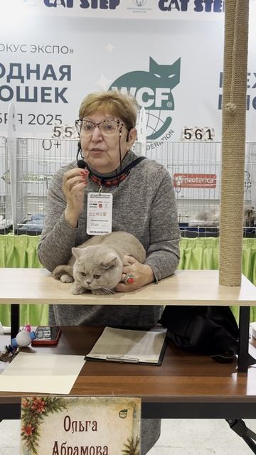 Британский кот Ch. Izmir Bella Rossi Junior на шоу у судьи Ольги Абрамовой