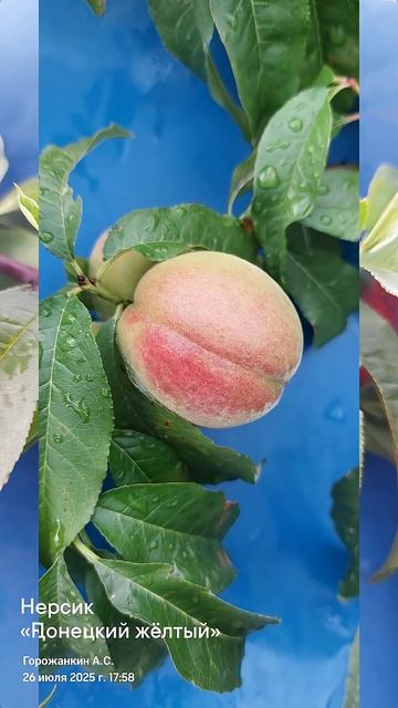 Завершение летних работ на винограднике в 2025 году