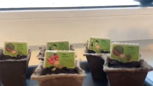 Подруга Феди муха Изольда занялась рассадой на подоконнике // Домашний сад