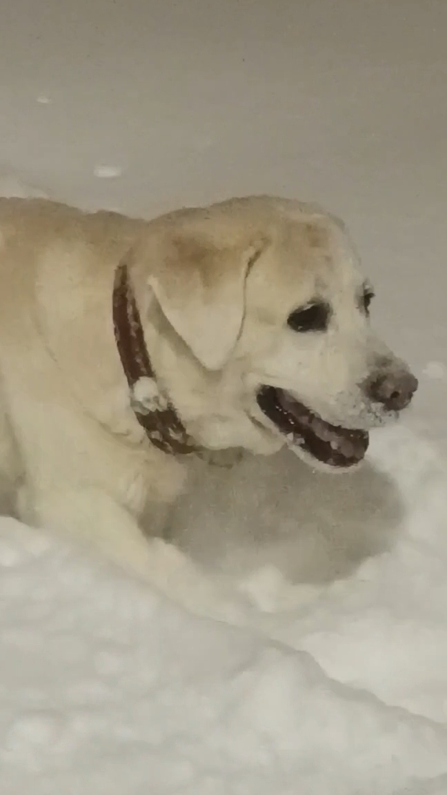 Новогоднюю радость подвезли