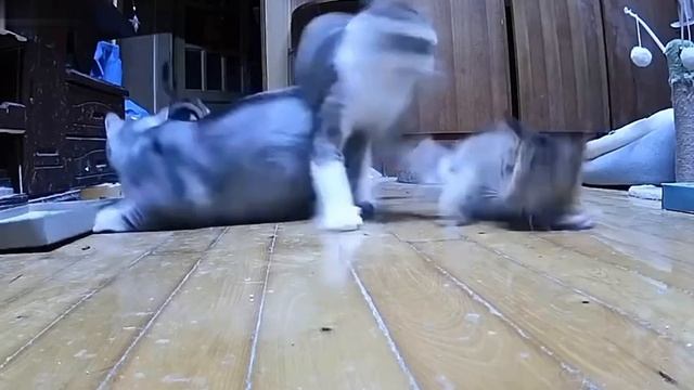 коты-паникеры