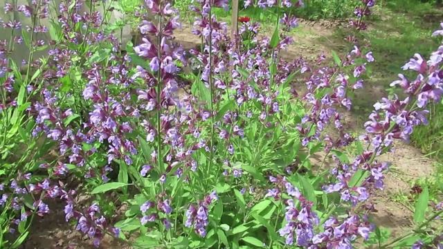 Вместо Лаванды выращиваю Шалфей и результатом довольна