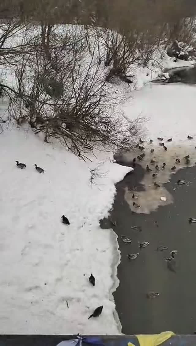 Где зимуют утки? На плотине.