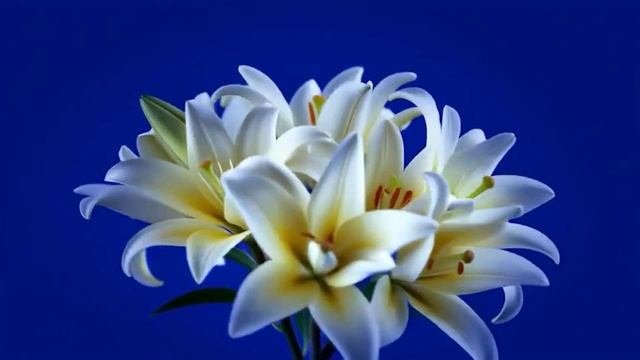 Букет лилий_encoded