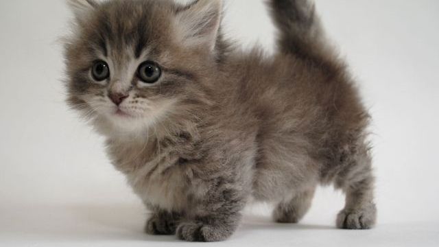 Людмила Алексеева. "Мир не без добрых людей"