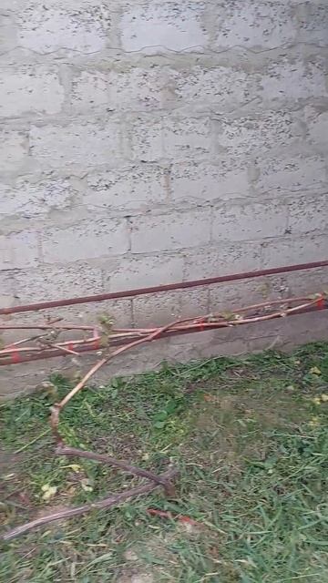 Последствия весенних заморозков на винограднике