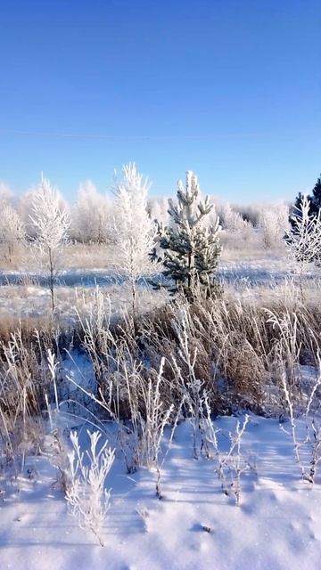 Зимняя сказка. Красота природы.