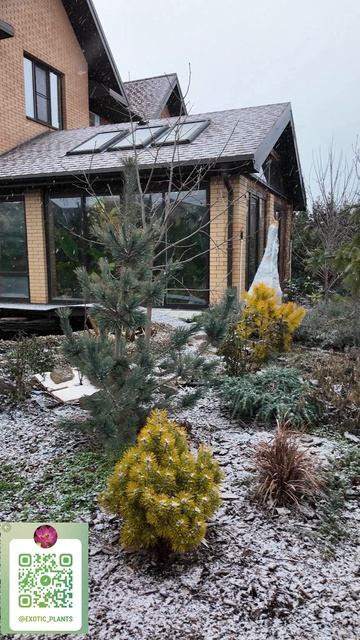 Снег в Ростове Ели Pendula Bruns,  Bialobok, The Blues, Bush Lace