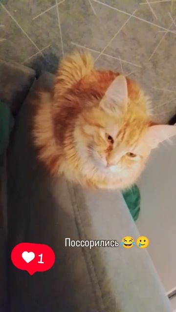 поссорились с Пушком😂🥲
