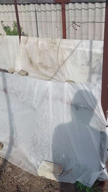 Итоги весенних заморозков в 2025 году