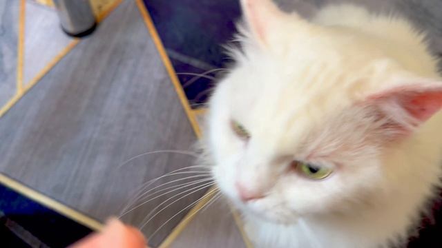 Нужен совет для Милочки | С любовью о животных | #мирувлечений