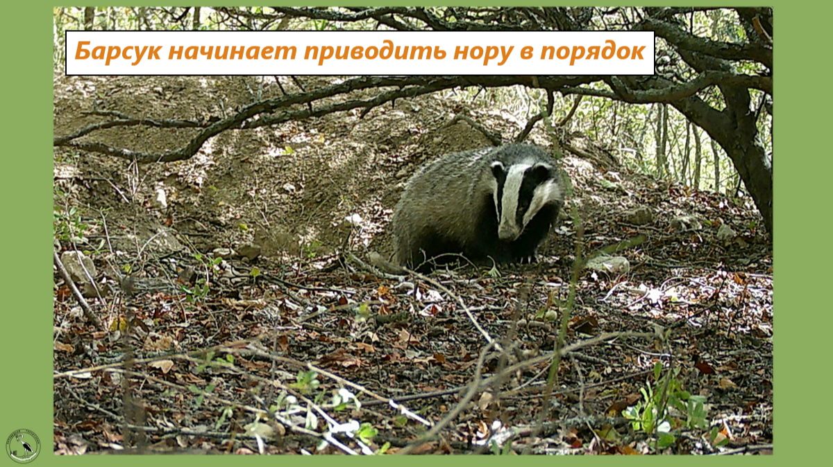 Барсук приводит нору в порядок. 12-13.06.25