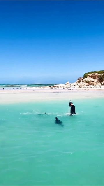 SWIMMING WITH SEA LIONS. WESTERN AUSTRALIA