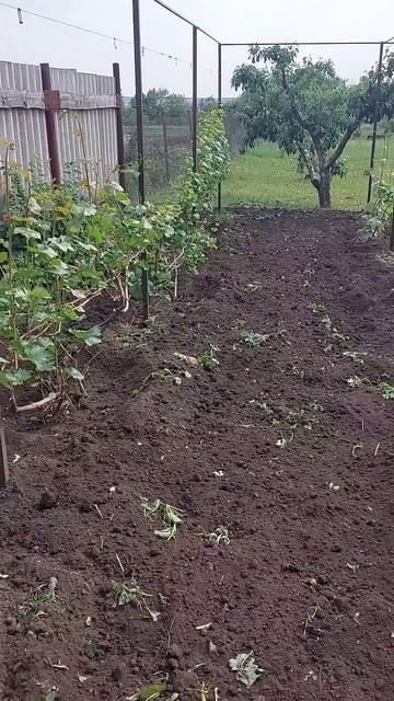 Работа на винограднике весной 2025 года