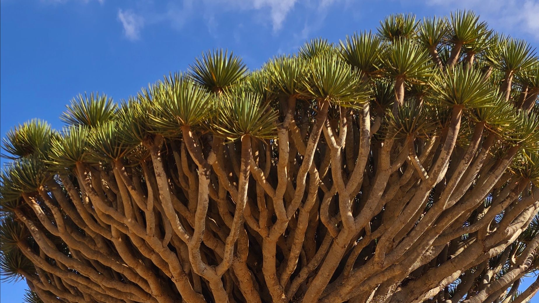 Сокотра, первое знакомство с кровавым драконовым деревом и Адениумами на горных серпантинах