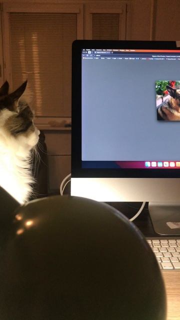 Кот Мася смотрит любимый сериал