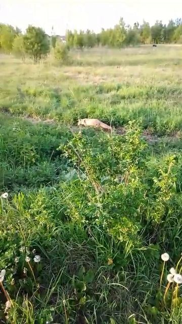 Лиса пришла в деревню, ищет курочку