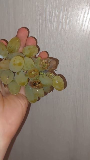 Осы на винограде