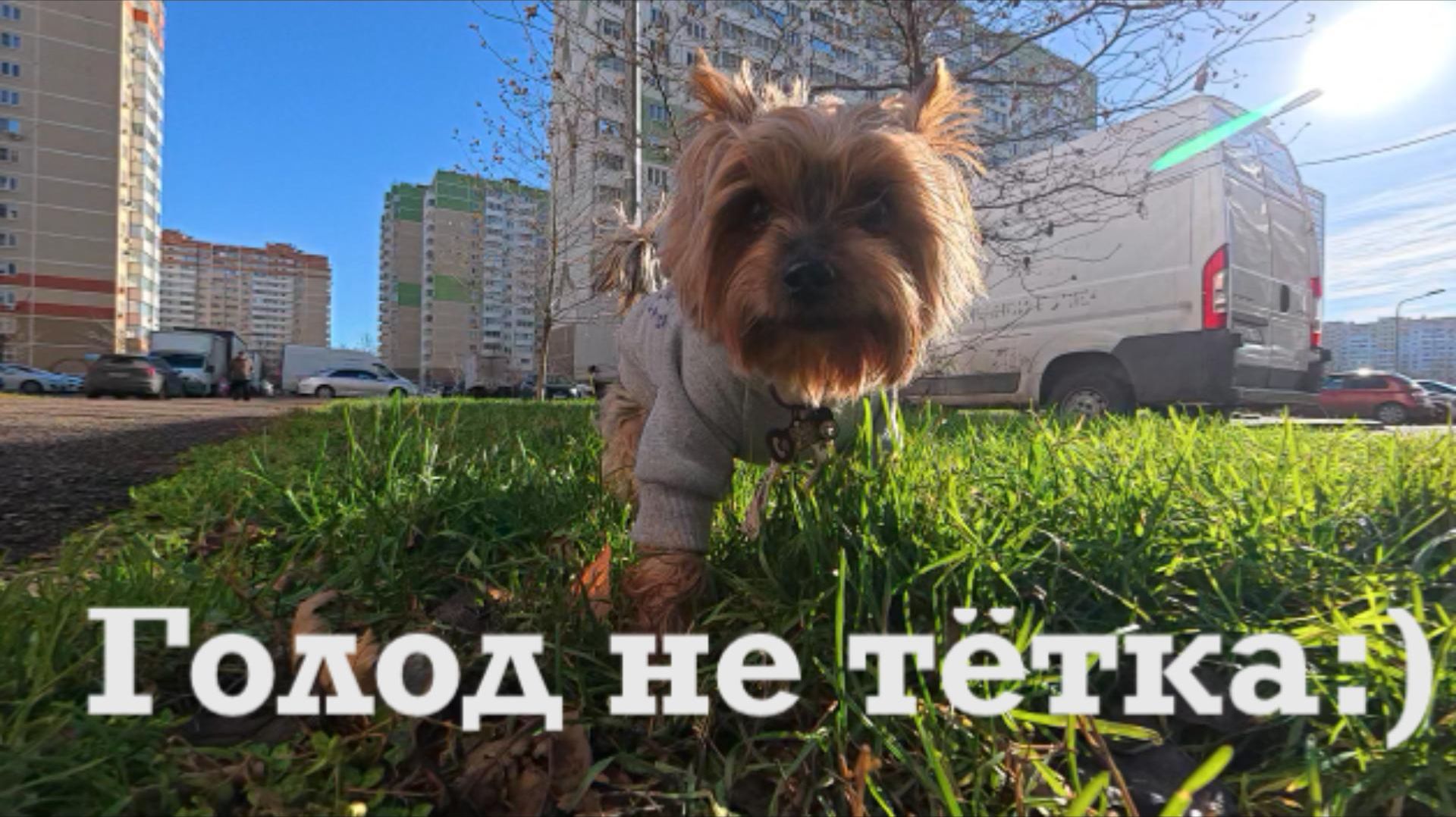 Йорк Бося.Голод не тётка.10 янв 2026.;Краснодар
