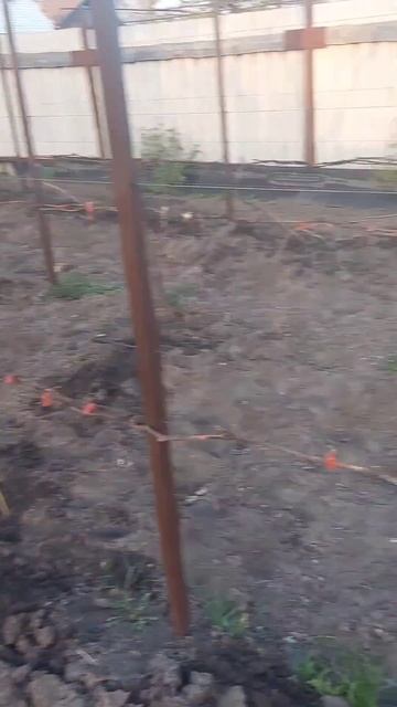 Открыл сезон винограда 2025