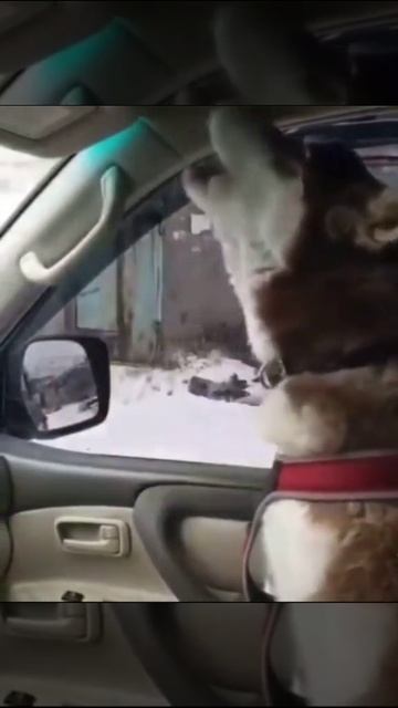 Песня за душу берёт! 😼