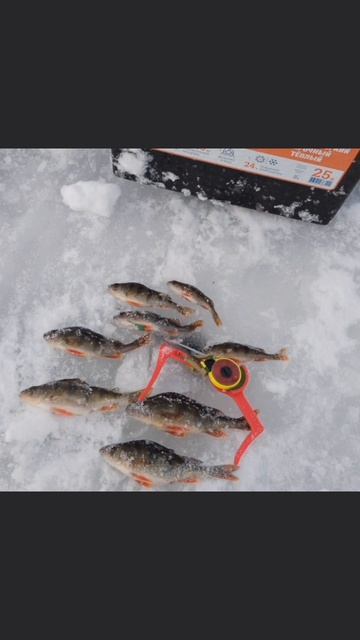 Рыбачил 2 часа🎣 Ловля Окуня на мормышку с пучком мотыля🪱 Пробурил несколько лунок.